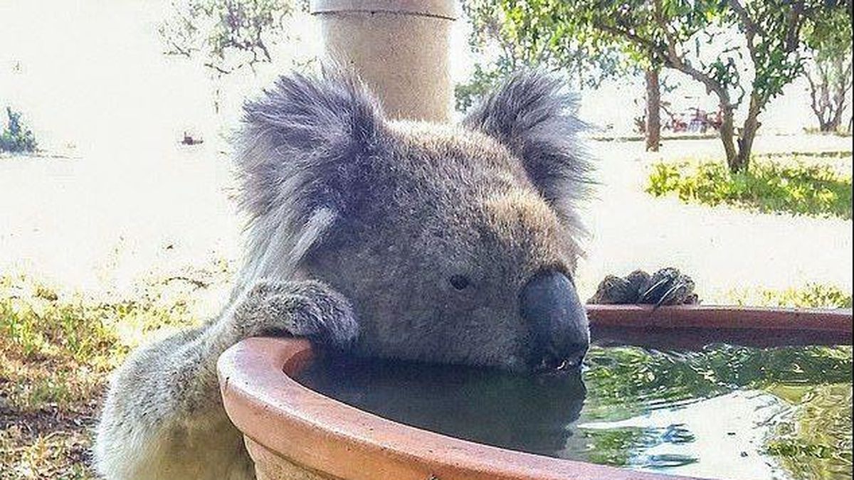 Gấu koala xin người qua đường cho uống nước - Báo Thế Giới & Việt Nam