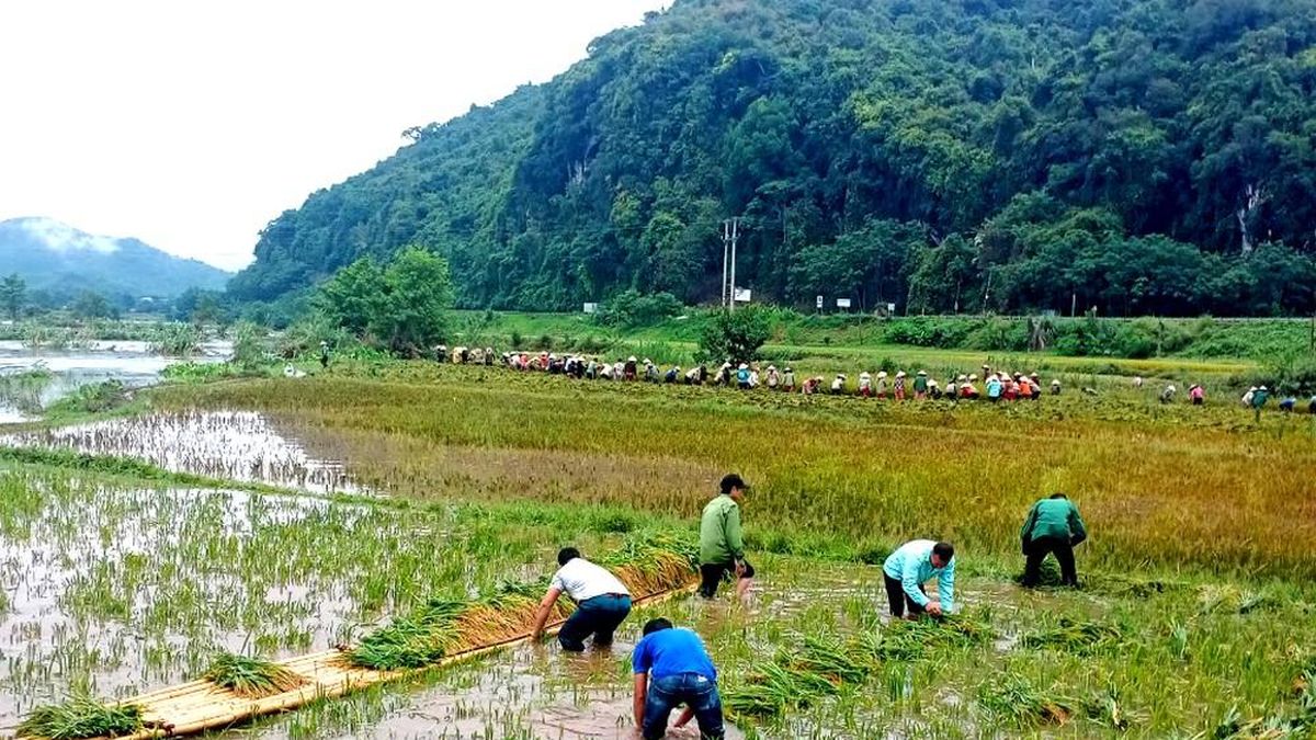 Quế Phong: Huy động lực lượng gặt lúa giúp dân chạy lụt - Báo Nghệ An