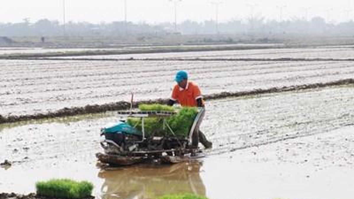 Thu hoạch đến đâu, gieo cấy đến đó - Báo Thừa Thiên Huế
