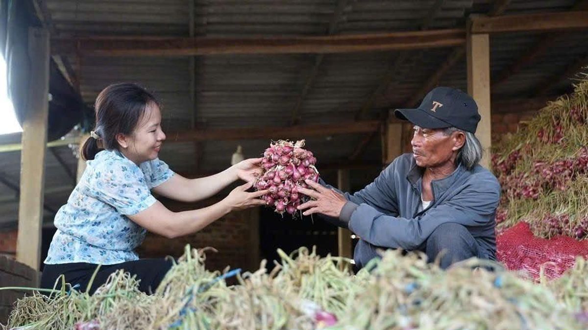 Hành tím Vạn Tường trúng mùa, trúng giá, nông dân thu lãi lớn - Tạp chí ...