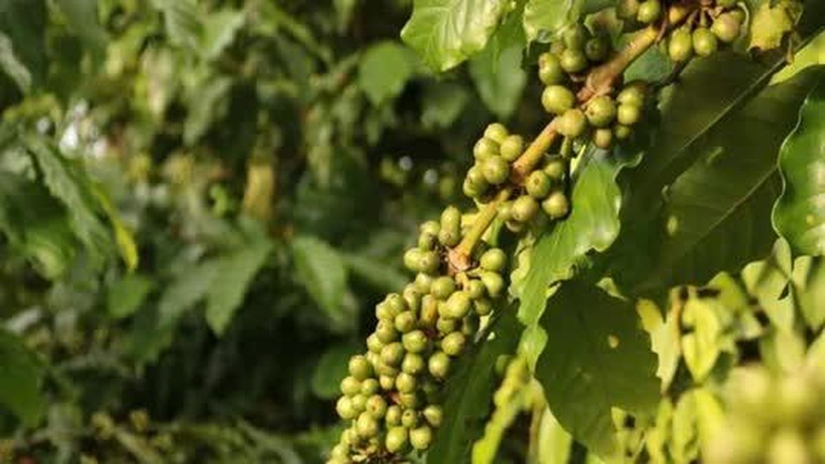 Giá nông sản ngày 1/6: Cà phê trong nước đảo chiều giảm sau chuỗi tăng ...