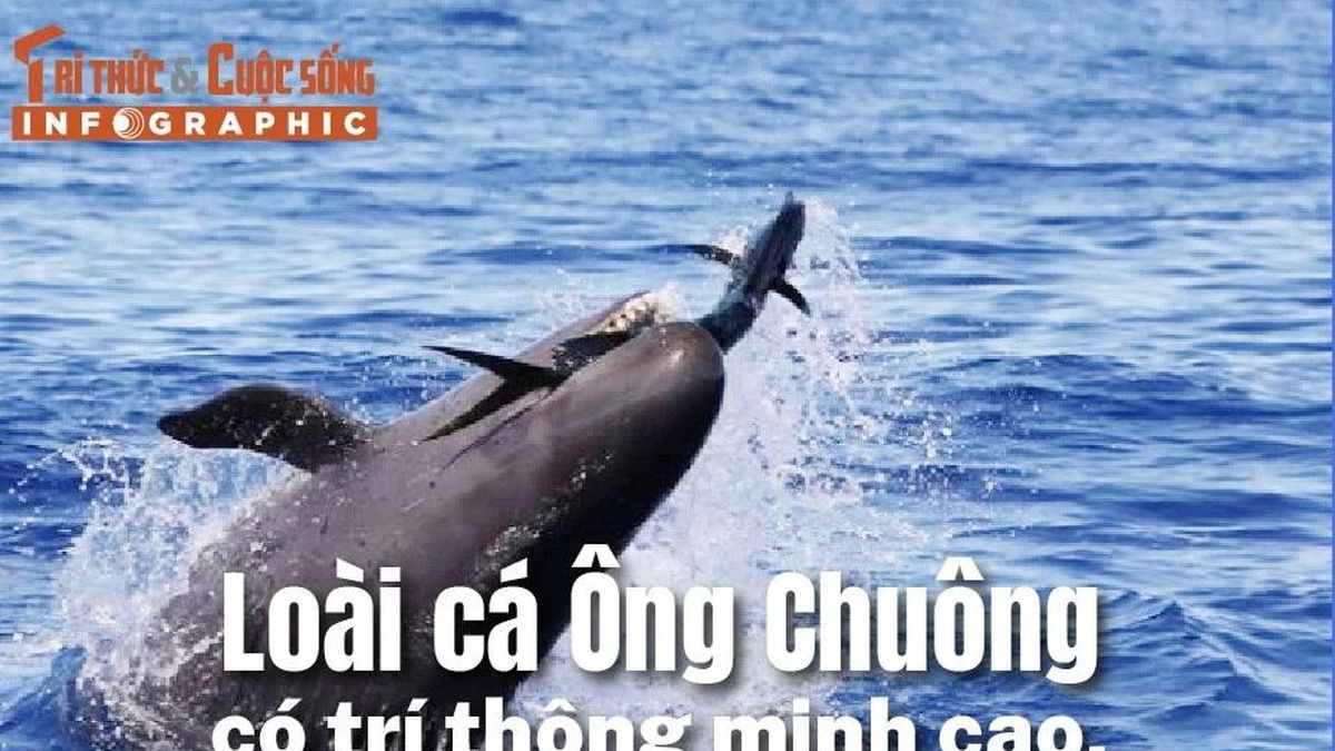 [INFOGRAPHIC] Loài cá Ông Chuông quý hiếm có trí thông minh cao - Báo ...