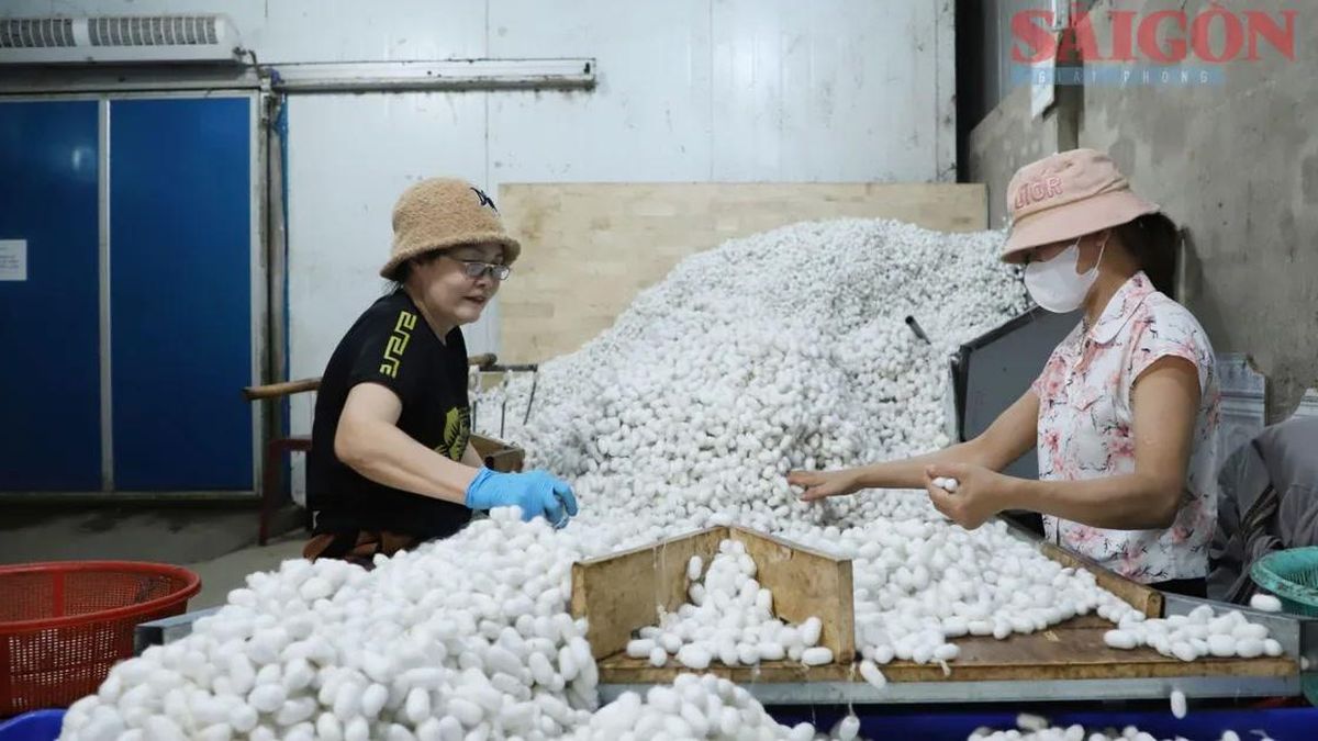 Khám phá nghề trồng dâu, ươm tơ vùng đất Nam Ban Lâm Hà - Báo Sài Gòn ...