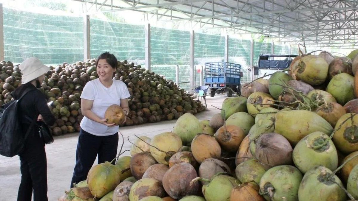 Giá dừa tươi tăng vọt nhờ nắng nóng và xuất khẩu khởi sắc - Báo Tri ...