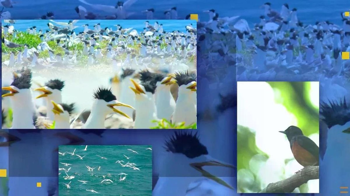 Một Côn Đảo rất khác qua 'Vietnam Wild Live': Hoang dã, nguyên sơ và ...