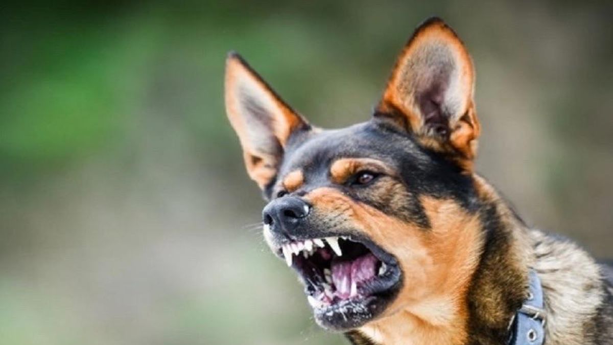 Chó dại cắn 12 người, trong đó có 5 trẻ em ở Đồng Nai - Báo Pháp Luật ...