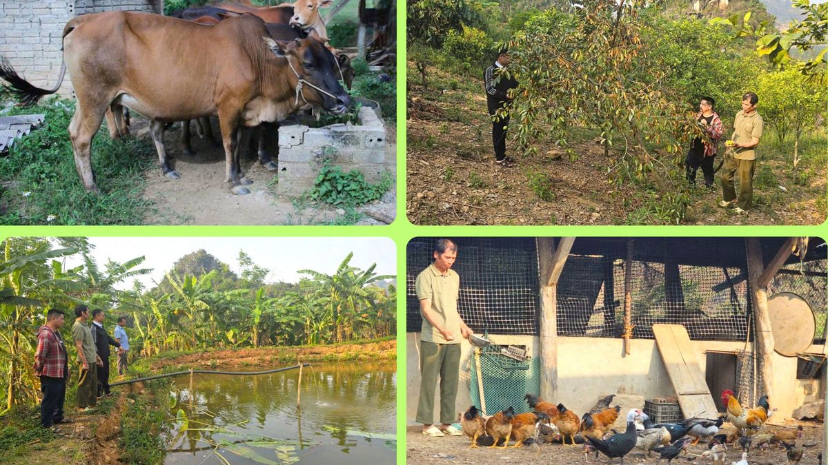 Những nông dân vùng cao làm giàu trên mảnh đất quê hương - Báo Điện ...