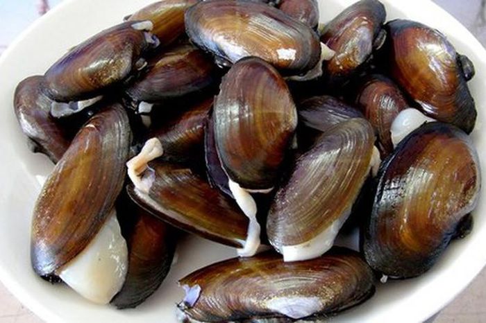 Khám phá về con phi, đặc sản tiến vua quý hiếm - Báo Tri thức & Cuộc sống