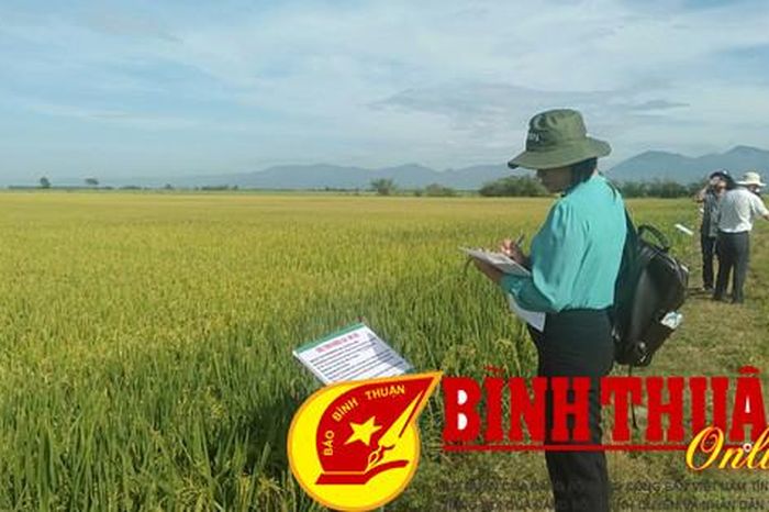 Tánh Linh: Khảo nghiệm các giống lúa mới của Viện lúa Đồng bằng sông ...