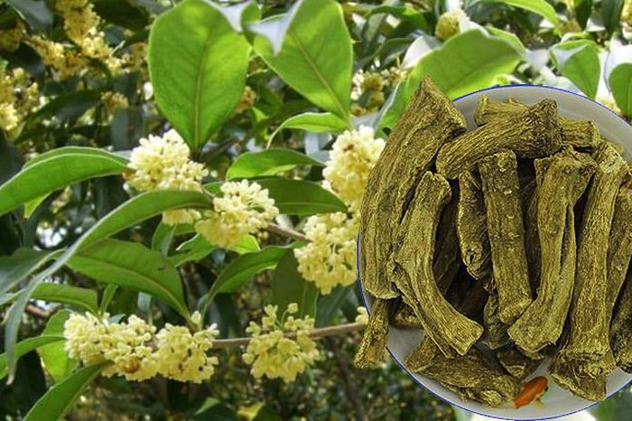 Cây mộc hương - loại cây phong thủy dễ trồng với công dụng tuyệt vời ...