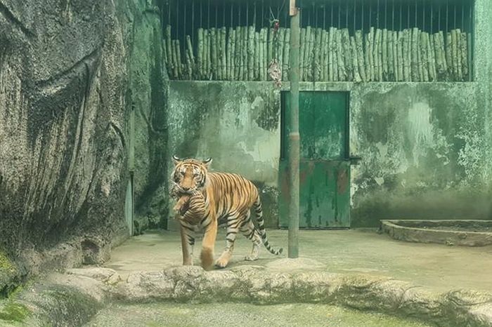 2 hổ con Bengal Thảo Cầm Viên quý hiếm sao được 'nâng như trứng'? - Báo ...
