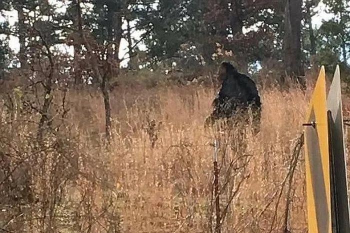 Xuất hiện dấu chân khổng lồ ở Úc: Quái vật Bigfoot thực sự tồn tại ...
