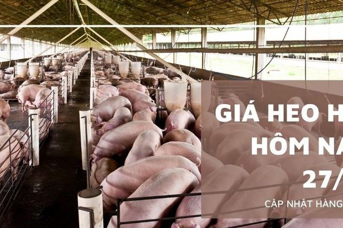 Giá heo hơi hôm nay 27/12: Duy trì thu mua ổn định, cao nhất 52.000 ...