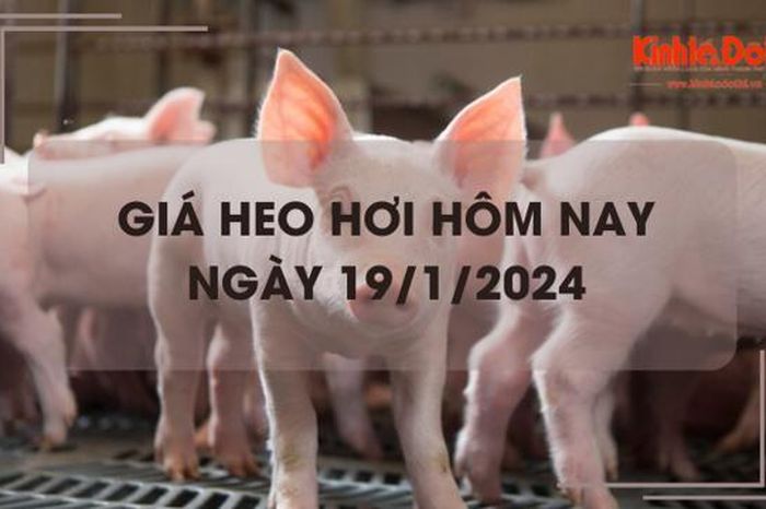 Giá heo hơi hôm nay 19/1/2024: Duy trì đà tăng - Báo Kinh tế & Đô thị