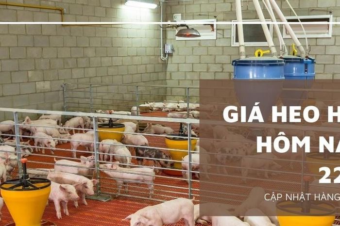 Giá heo hơi hôm nay 22/1: Duy trì ổn định, thấp nhất 50.000 đồng/kg ...