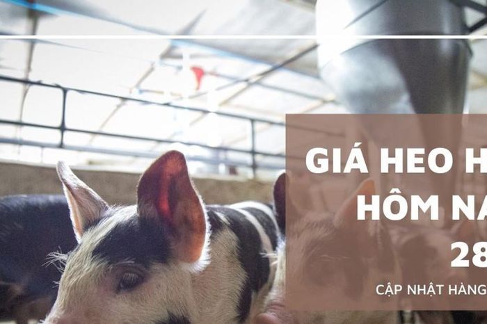 Giá heo hơi hôm nay 28/1: Xu hướng tăng duy trì trong tuần tới? - Báo ...