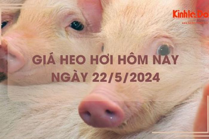 Giá heo hơi hôm nay 22/5/2024: duy trì đà tăng giá - Báo Kinh tế & Đô thị
