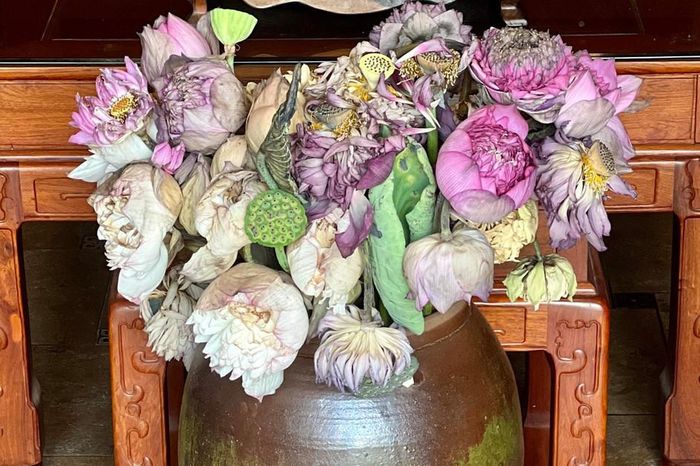 Hồn và vẻ đẹp của sen tàn - Báo Nghệ An