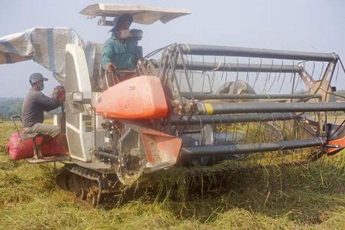 3 HTX được tái chứng nhận nhãn hiệu 'Lúa-Gạo Cát Tiên' - Tạp chí Vnbusiness