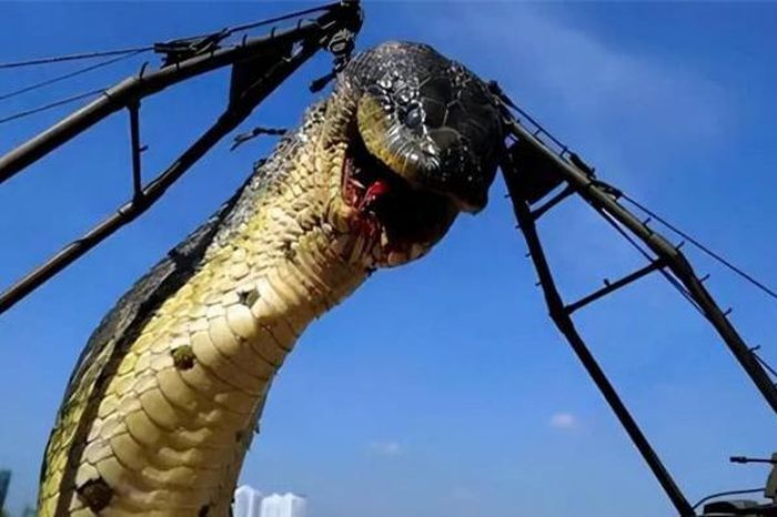 Con rắn lớn nhất thế giới to cỡ nào? Liệu loài mãng xà huyền thoại ở ...