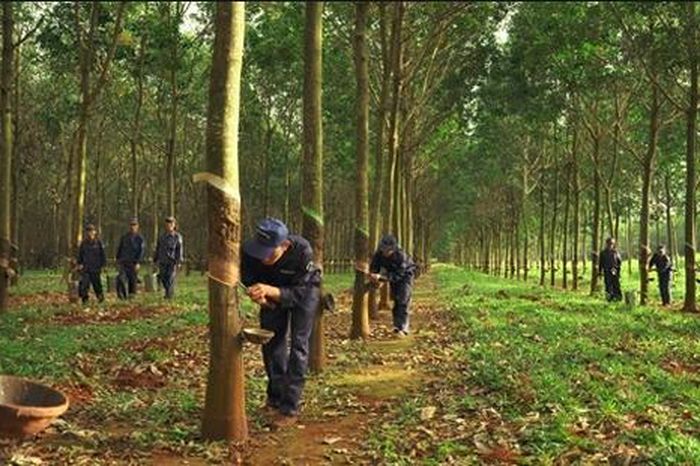 Đầu tư Cao su Đắk Lắk cho Dakruco gia hạn thanh toán nợ - Chuyên trang ...