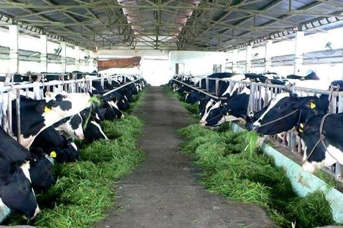 Vilico chi hơn 127 tỷ đồng cổ tức năm 2023, Vinamilk nhận về 88 tỷ đồng ...