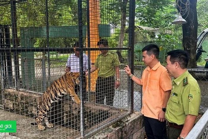 Hổ chết nghi do nhiễm cúm A/H5N1, bảo vệ nghiêm ngặt những con hổ ...