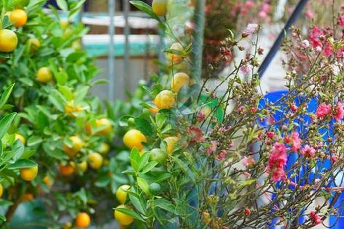 Đào khoe sắc, quất phô dáng hút khách mua về chơi Tết sớm - Báo Giao Thông