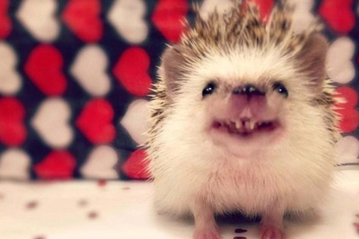 Giật mình loài động vật mới ở Việt Nam y chang 'ma cà rồng' - Báo Tri ...