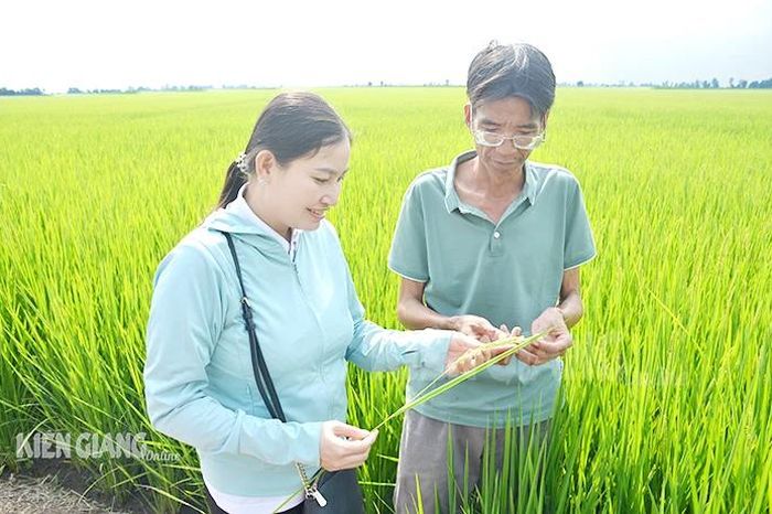 Lúa đông xuân trúng mùa nhưng mất giá - Báo Kiên Giang
