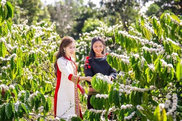Ẩm thực 'độc lạ' từ cây càphê sẽ được giới thiệu ở Lễ hội Càphê Buôn Ma ...