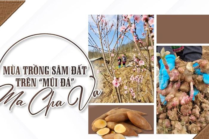 Mùa trồng sâm đất trên 'mũi đá' Ma Cha Va - Báo Lào Cai