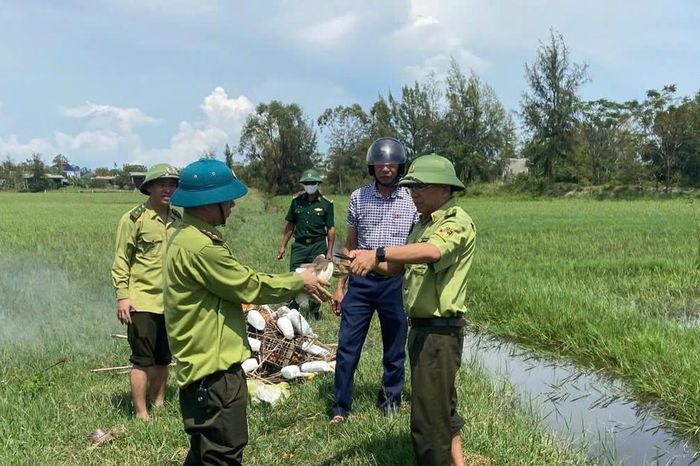 Quảng Trị: Tăng cường xử lý nạn săn bắt chim tự nhiên trái phép - Báo ...