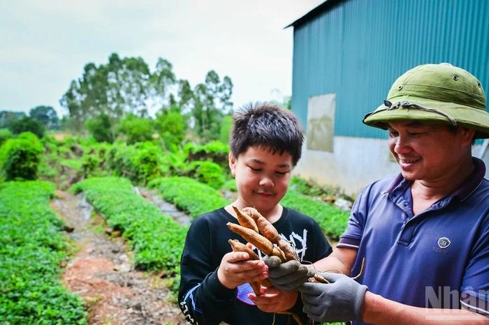 Sâm Nam núi Dành, món quà quý thiên nhiên ban tặng miền đất Kinh Bắc ...