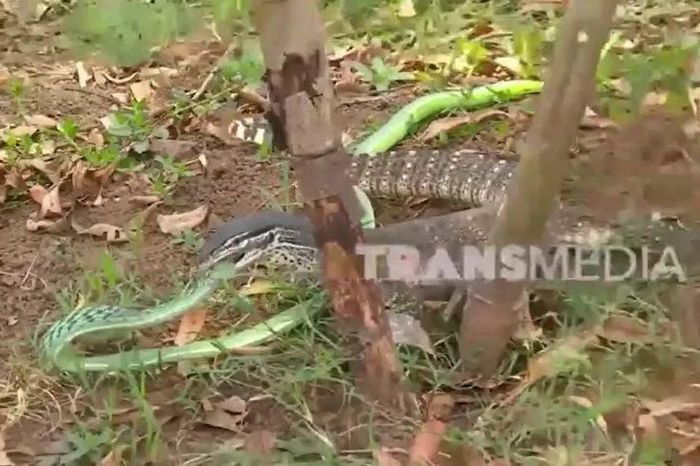 Rắn roi diễu võ dương oai nhưng vẫn gục ngã trước kỳ đà - Tạp chí Doanh ...