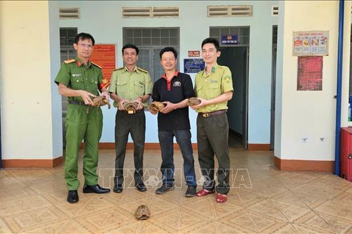 Người dân tự nguyện giao nộp 5 con rùa núi vàng quý hiếm - Báo Tin Tức ...