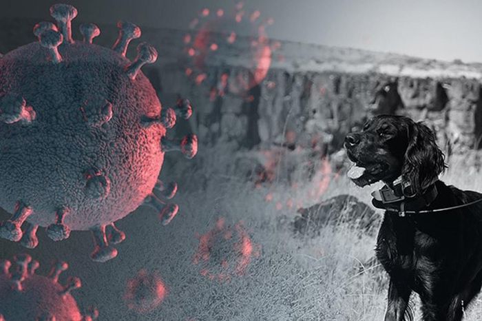 Sau Nipah, thêm hai virus nguồn gốc động vật được đưa vào diện theo dõi ...