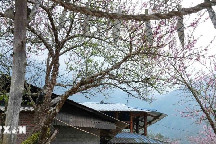 Phú Thọ: Du lịch cộng đồng vùng cao bứt phá 'chào' năm mới - Báo ...