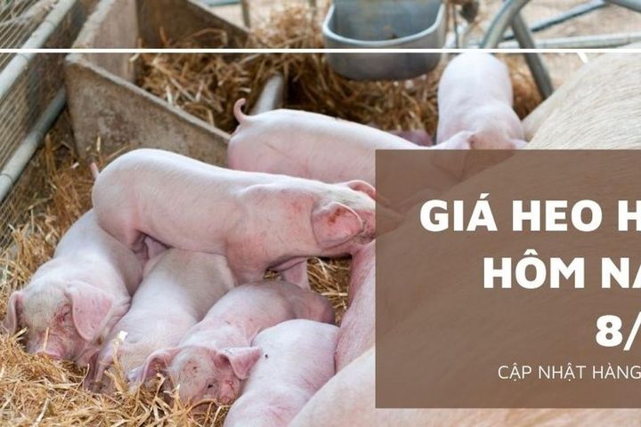Giá heo hơi hôm nay 8/10: Duy trì xu hướng giảm trong tuần sau? - Báo ...